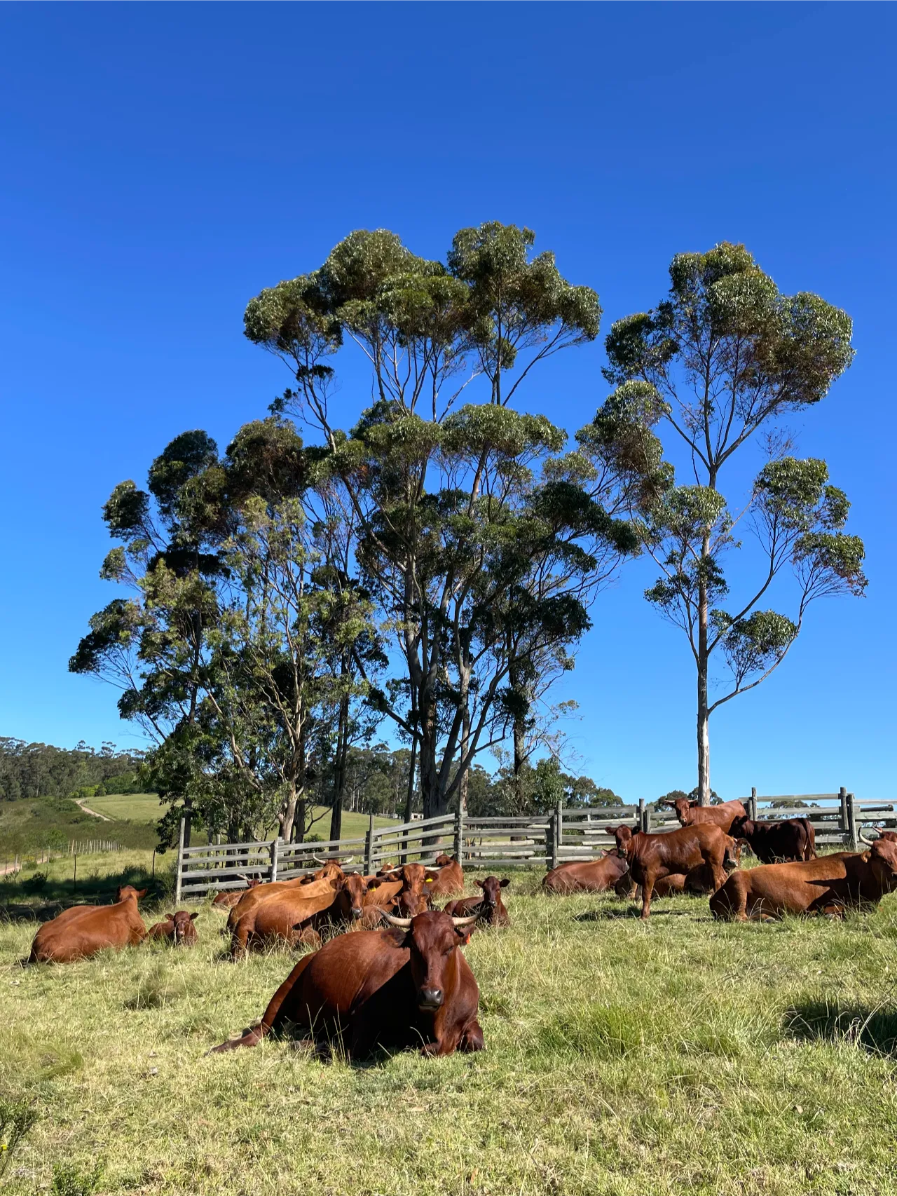 About Us, Our Story & Way Of Life | Honeywood Farm Accommodation